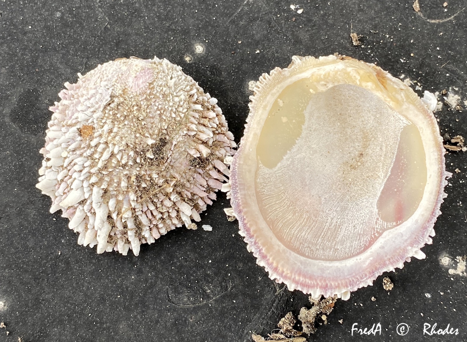 Chama gryphoides Linnaeus, 1758