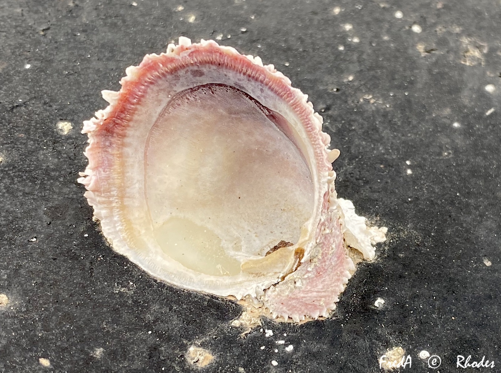 Chama gryphoides Linnaeus, 1758