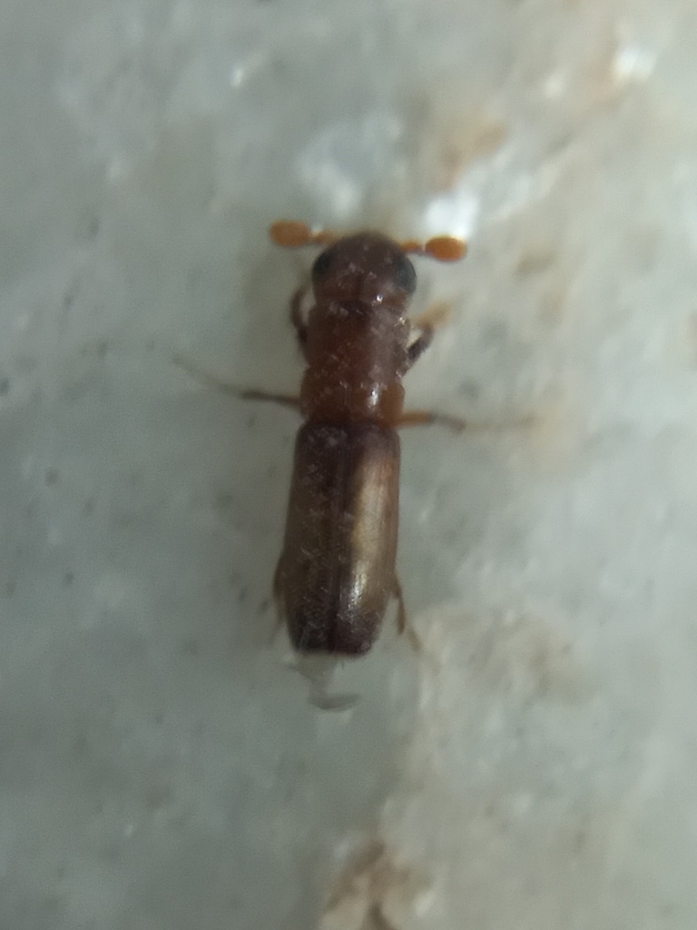 Euplatypus Parallelus From Fg29 983 Mahendra Hills Malkajgiri