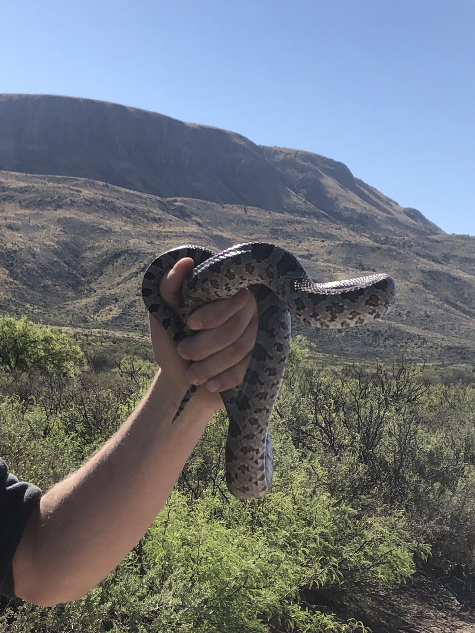 Pantherophis emoryi (Baird & Girard, 1853)