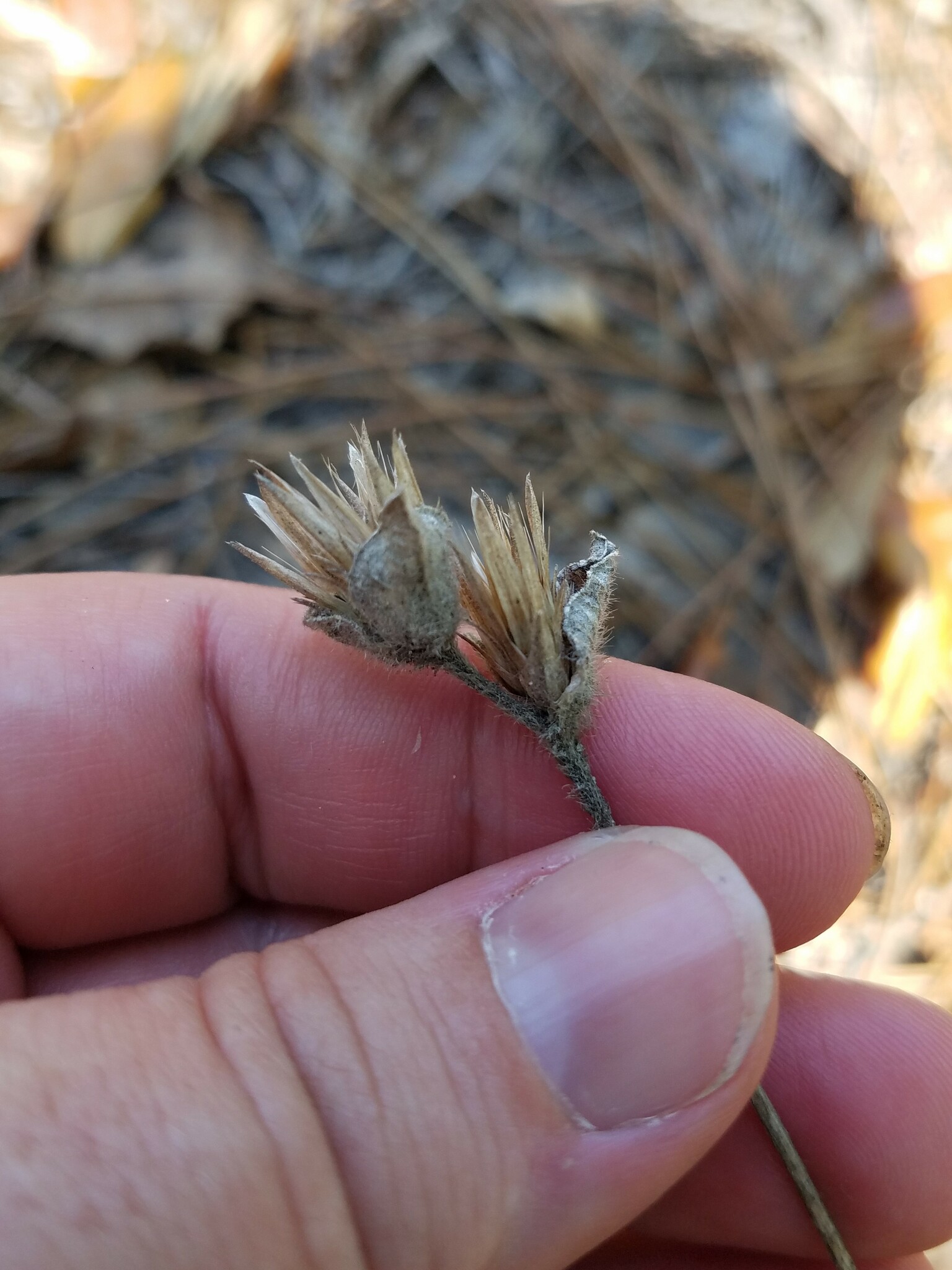 Elephantopus tomentosus L.