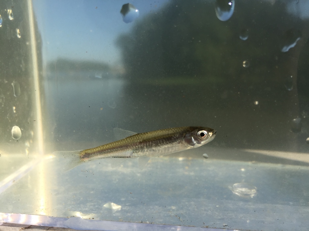 Emerald shiner from St Paul Park, MN, USA on August 11, 2017 at 09:40 ...