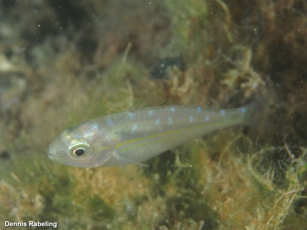 Salema Porgy (Sarpa salpa) - Marine Life Identification