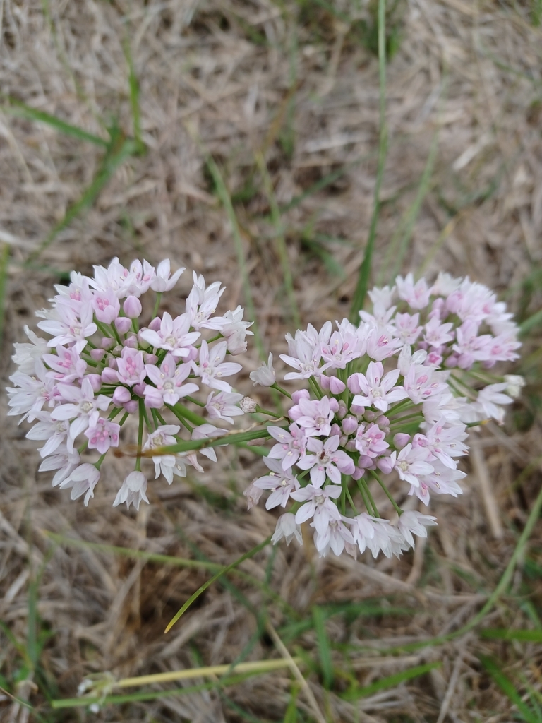 Drummond's Onion from Houston, TX 77034, USA on April 8, 2023 at 01:40 ...