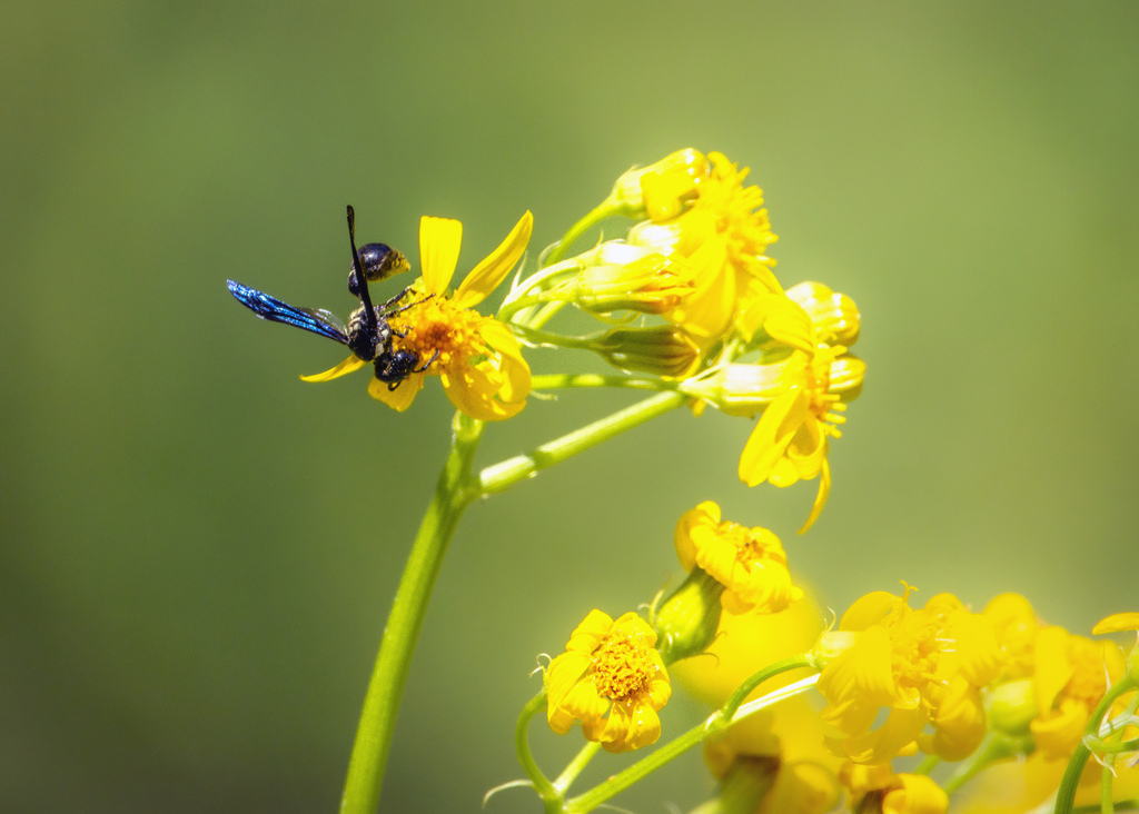 Zethus spinipes from Sugar Land, TX, USA on April 01, 2023 at 12:47 PM ...