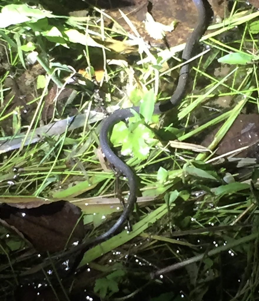 Red-lipped Snake from 33, Manicaland, ZW on November 27, 2015 at 02:42 ...