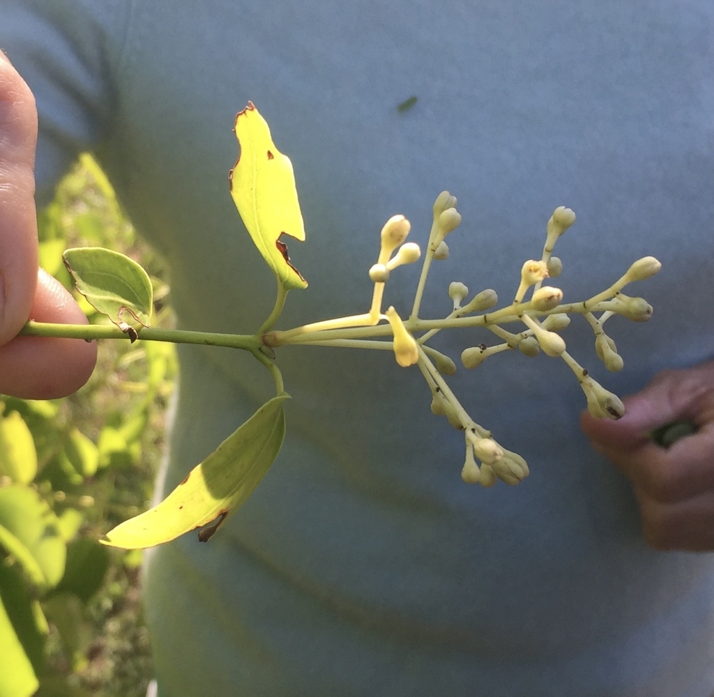 toothbrush tree from 33, Manicaland, ZW on November 26, 2015 at 01:37 ...