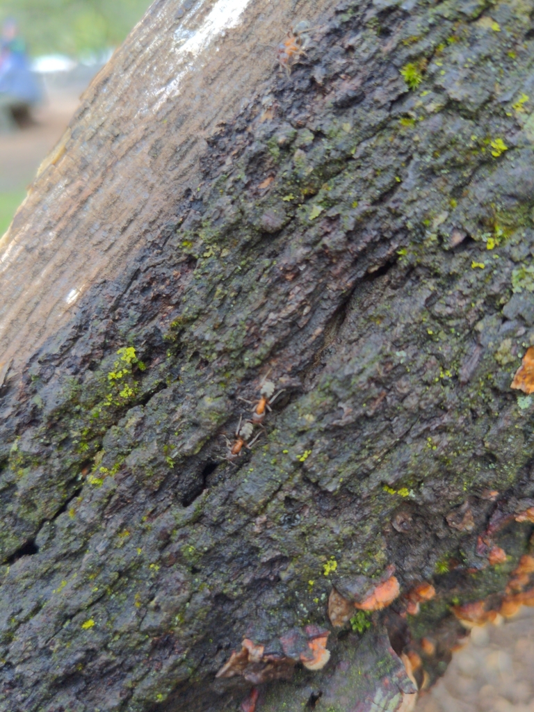 Western Velvety Tree Ant from Walnut Creek, CA 94598, USA on April 08 ...