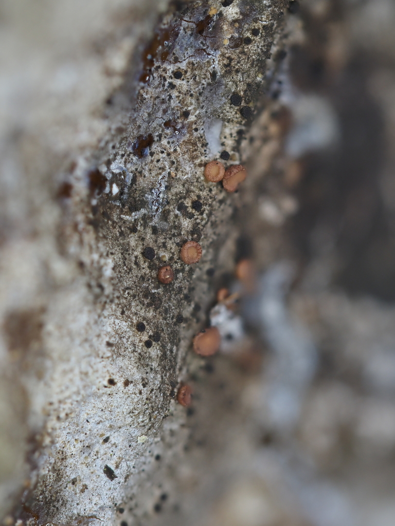 Zythia resinae from Walenstadt, Switzerland on April 08, 2023 at 04:28 ...