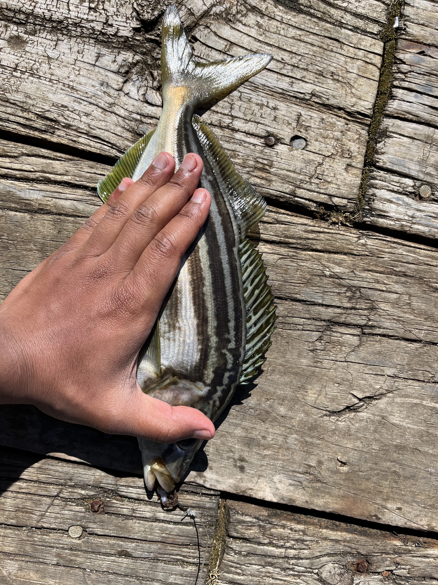 Latris lineata (Forster, 1801)