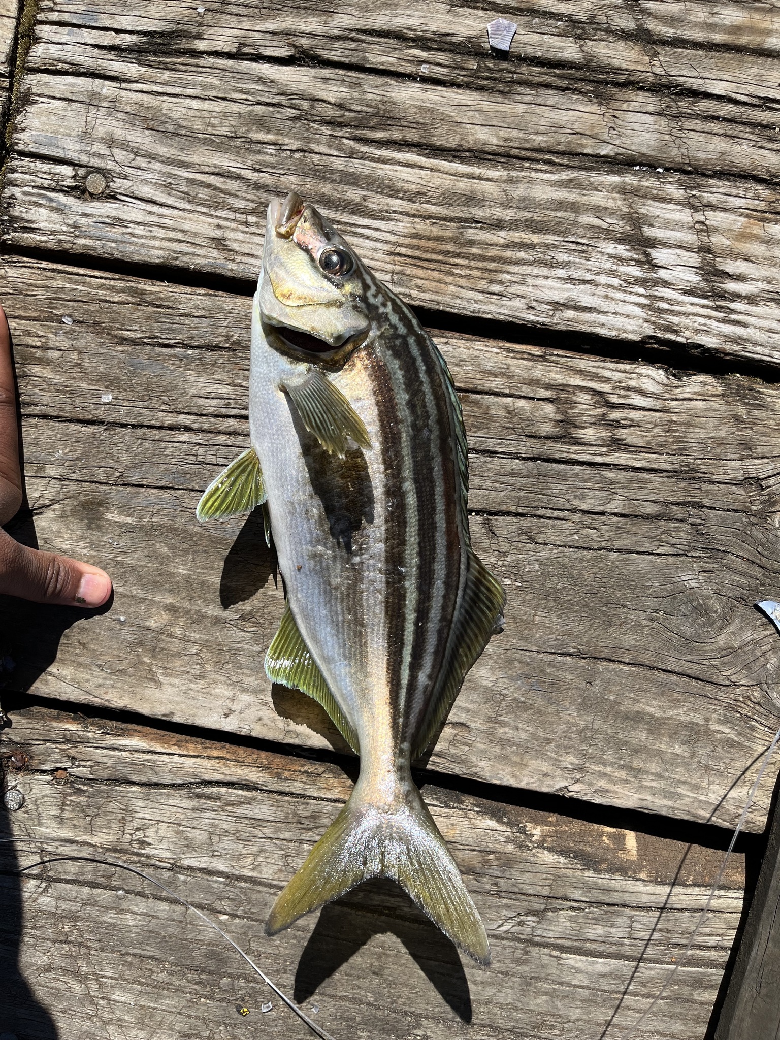 Latris lineata (Forster, 1801)