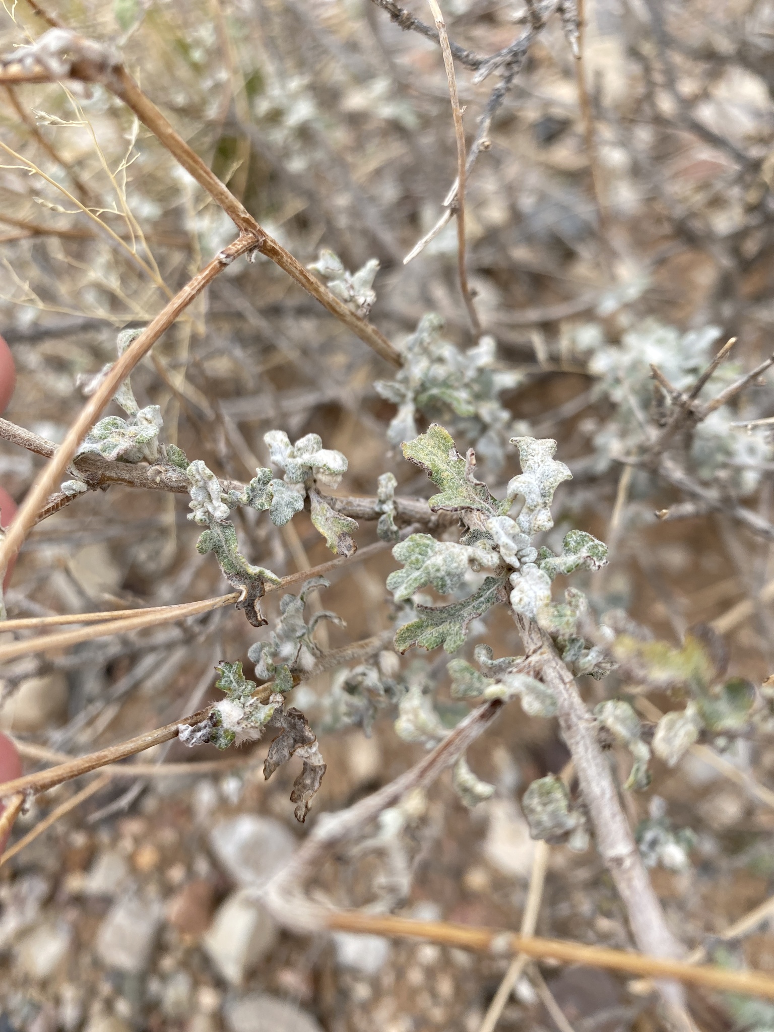 Parthenium incanum Kunth