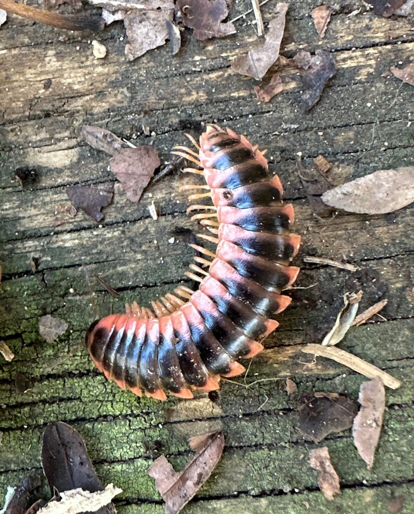 Georgia Flat-backed Millipede from Goose Shoals, Lauderdale County, AL ...