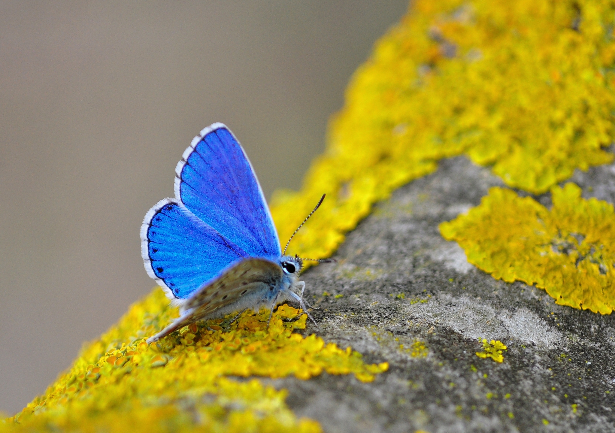 Lysandra Hemming, 1933