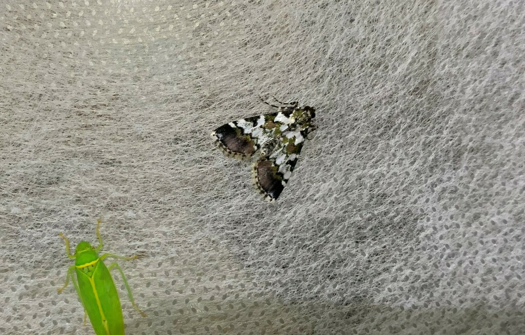 Butterflies and Moths from Sierra Nevada de, Santa Marta, Magdalena ...
