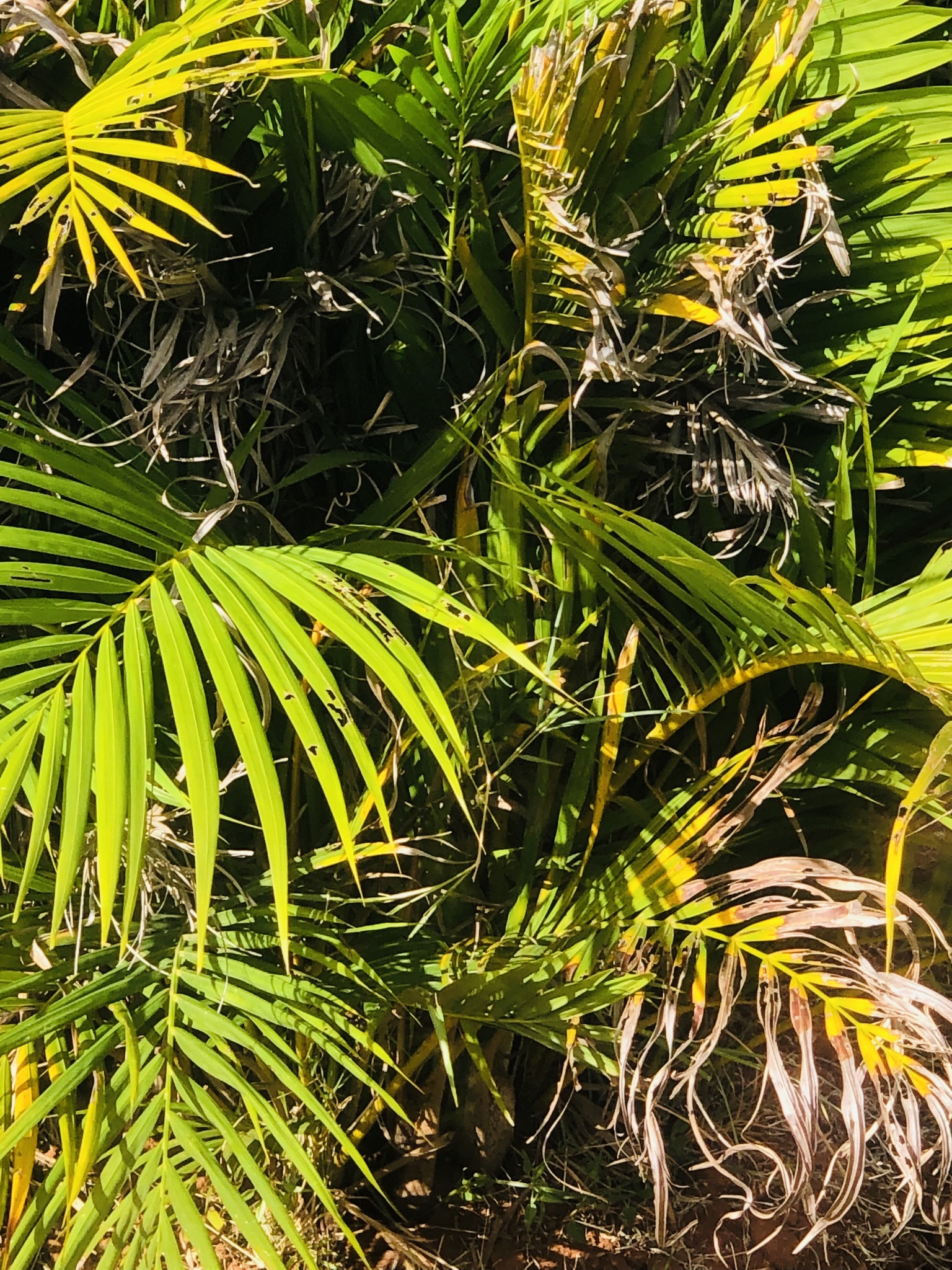 Dypsis lutescens (H.Wendl.) Beentje & J.Dransf.
