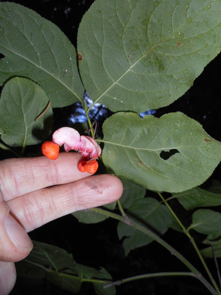 western burning bush (Euonymus occidentalis) - Botanical Realm