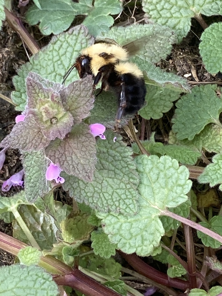 Two-spotted Bumble Bee from Zinn Chapel Rd, Reedsville, WV, US on April ...