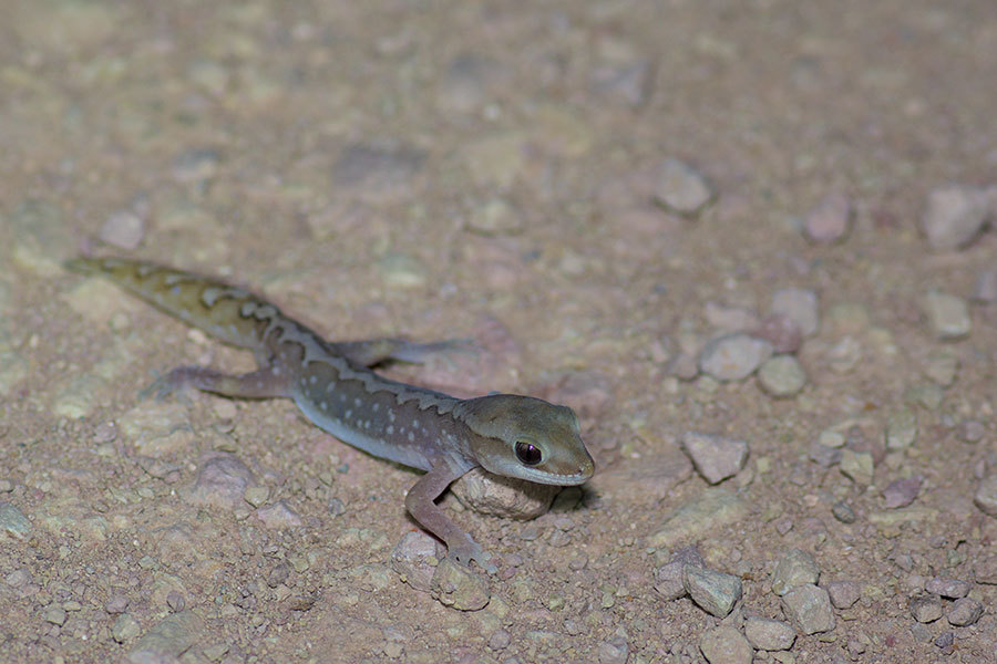 Ranges Stone Gecko from Bunyeroo Road, Flinders Ranges National Park ...