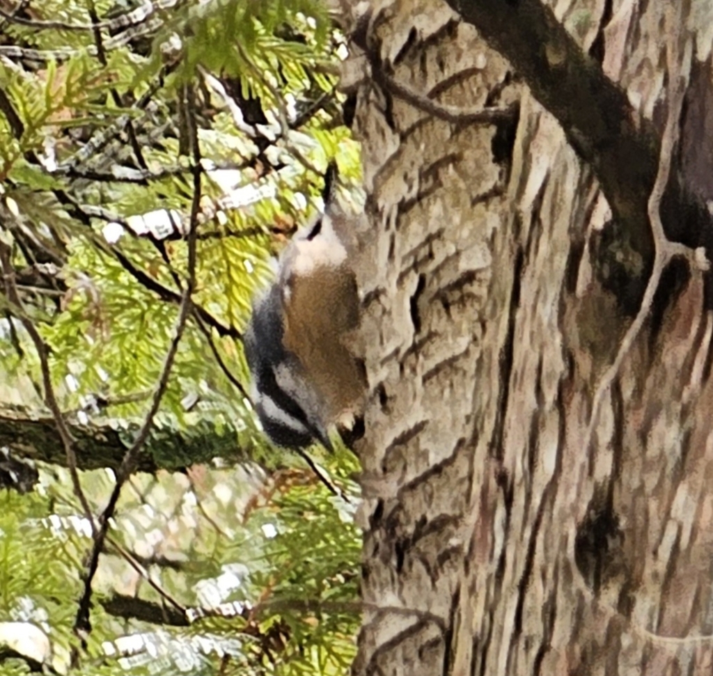 Red-breasted Nuthatch from Washington on April 08, 2023 at 01:43 PM by ...