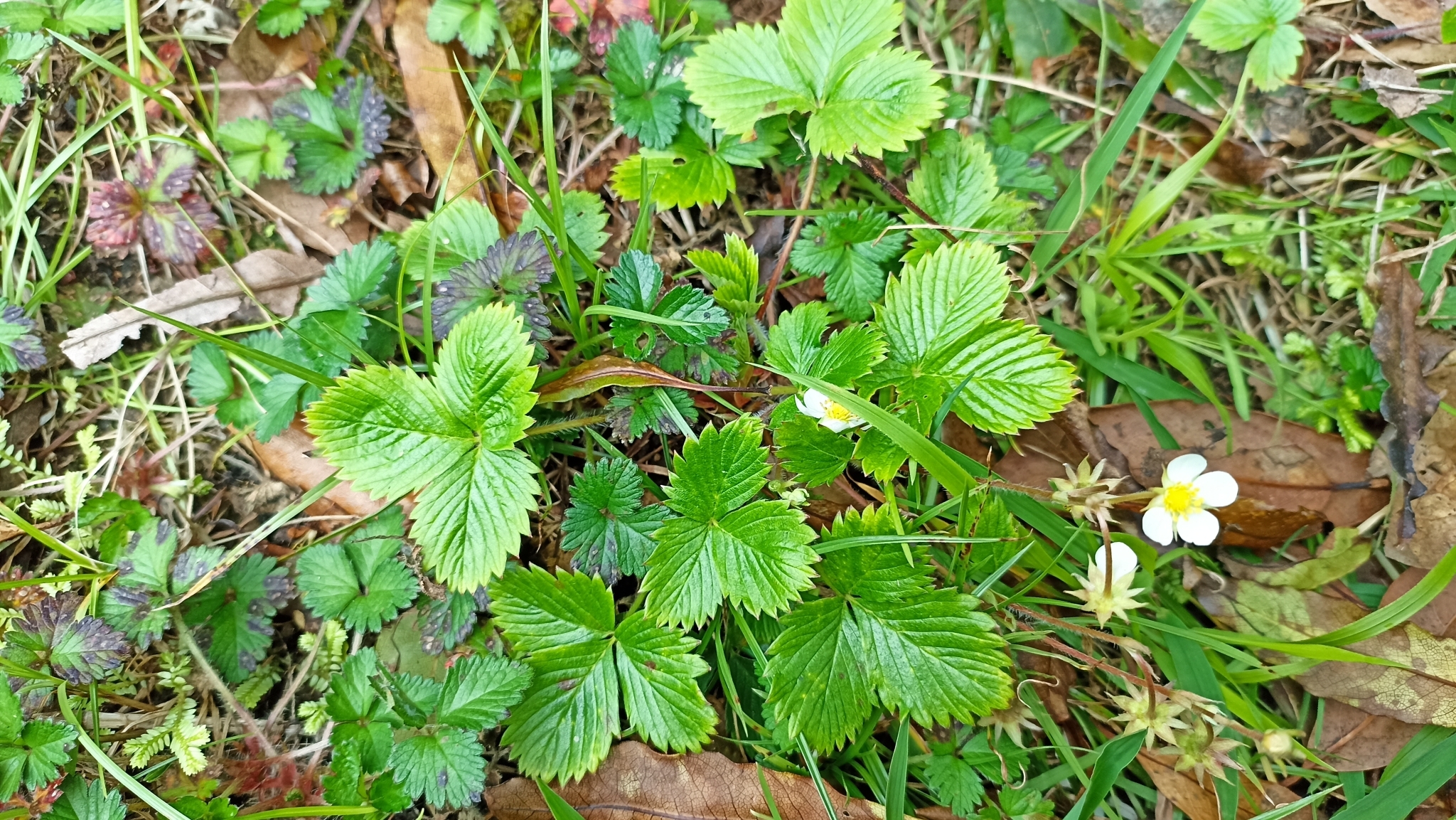 Fragaria vesca subsp. vesca