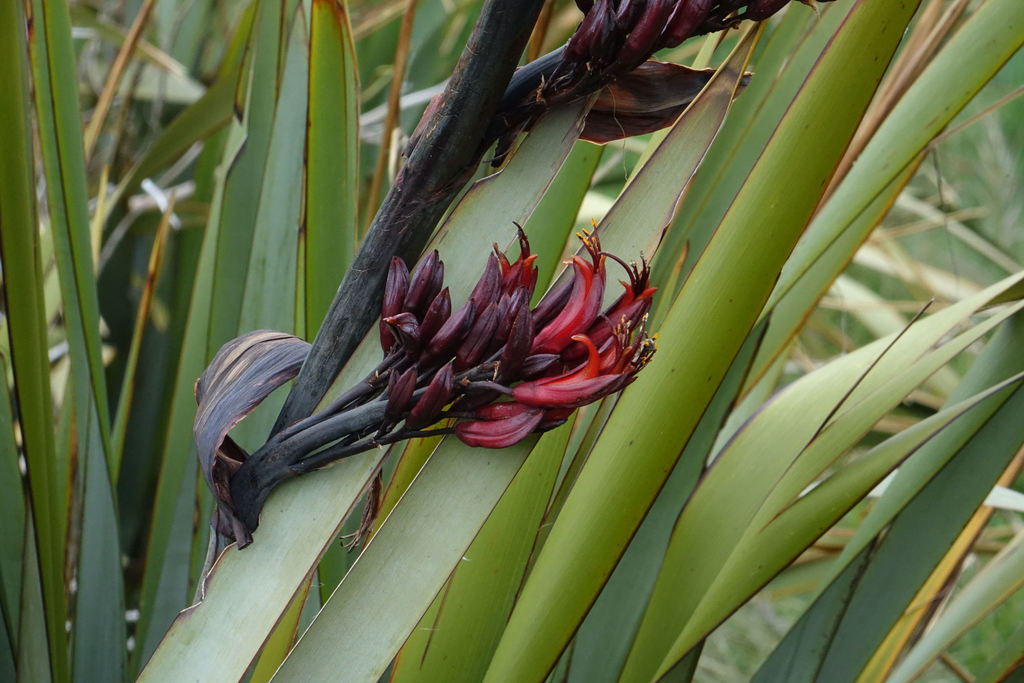 New Zealand flax from Surat Bay, Otago on November 14, 2015 by John ...