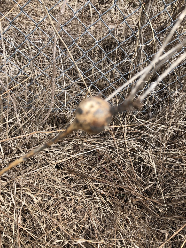 Goldenrod Gall Fly from New Tecumseth, Beeton, ON, CA on April 08, 2023 ...