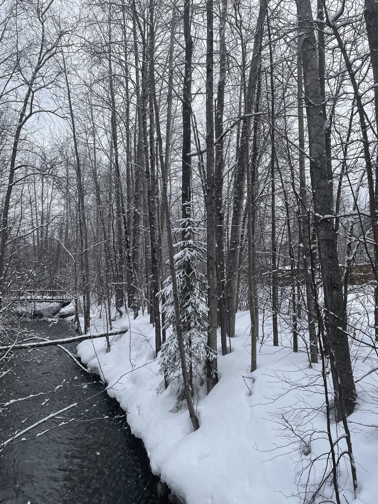 white spruce from University Lake Park, Anchorage, AK, US on April 08 ...