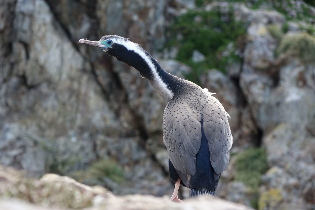 Spotted Shag (Phalacrocorax punctatus) - Avian Discovery