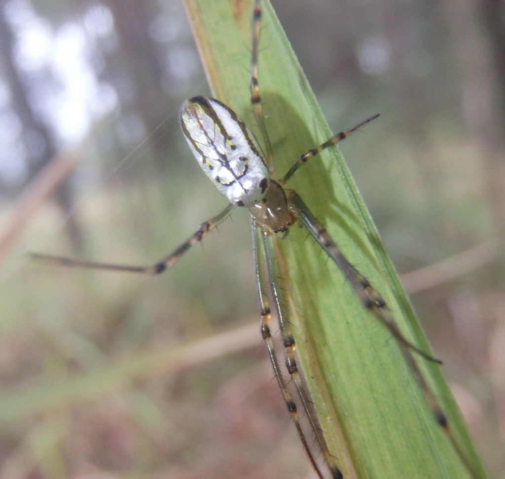 Silver Orb Spider from Coffs Harbour NSW, Australia on October 14, 2018 ...