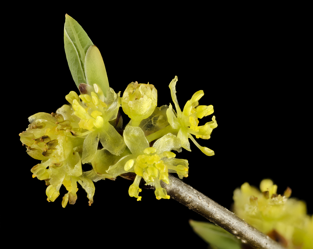 Common Spicebush (Physick Garden site in Martinsville, Virginia ...
