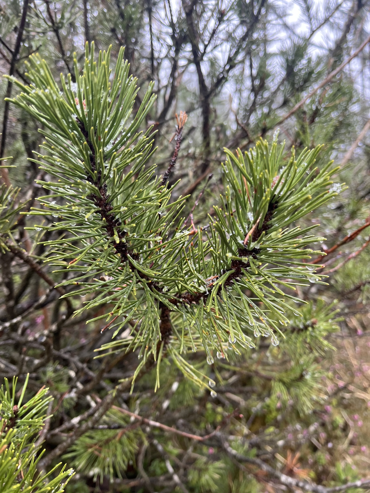 Pinus mugo Turra