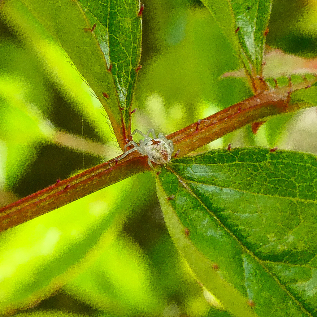 Nigma puella in April 2023 by Hilary J Phillips · iNaturalist
