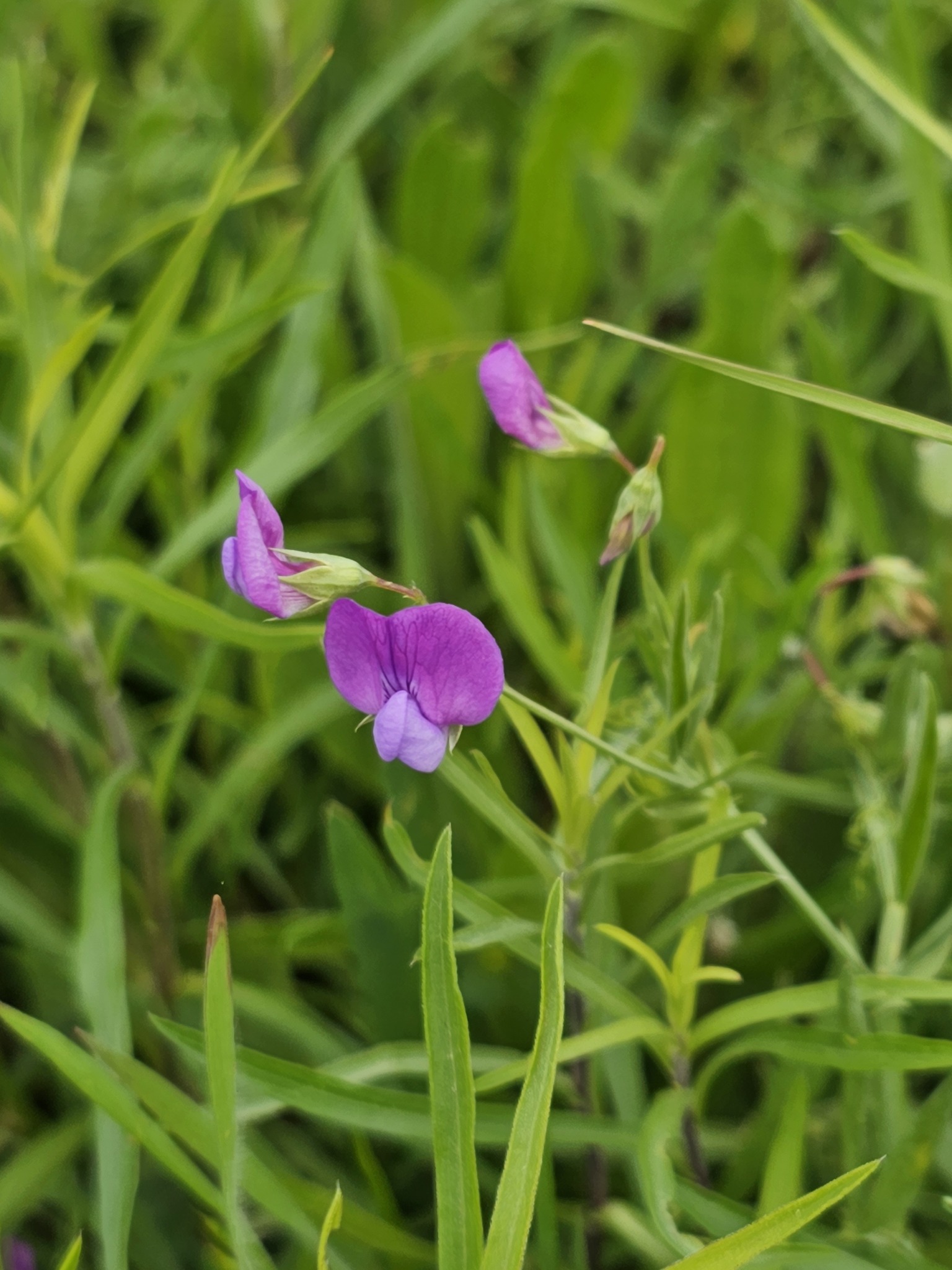 Lathyrus hirsutus L.