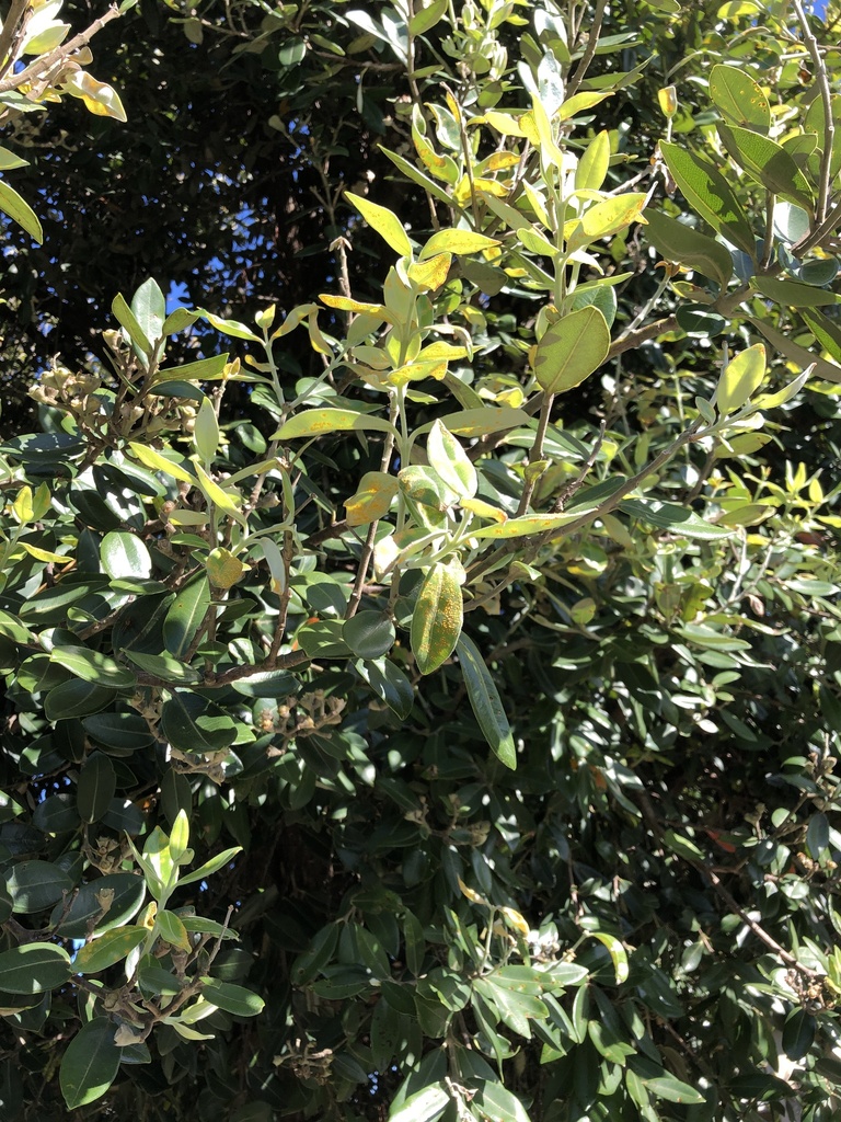 Myrtle Rust from North Island, Tauranga, Bay of Plenty, NZ on April 09 ...