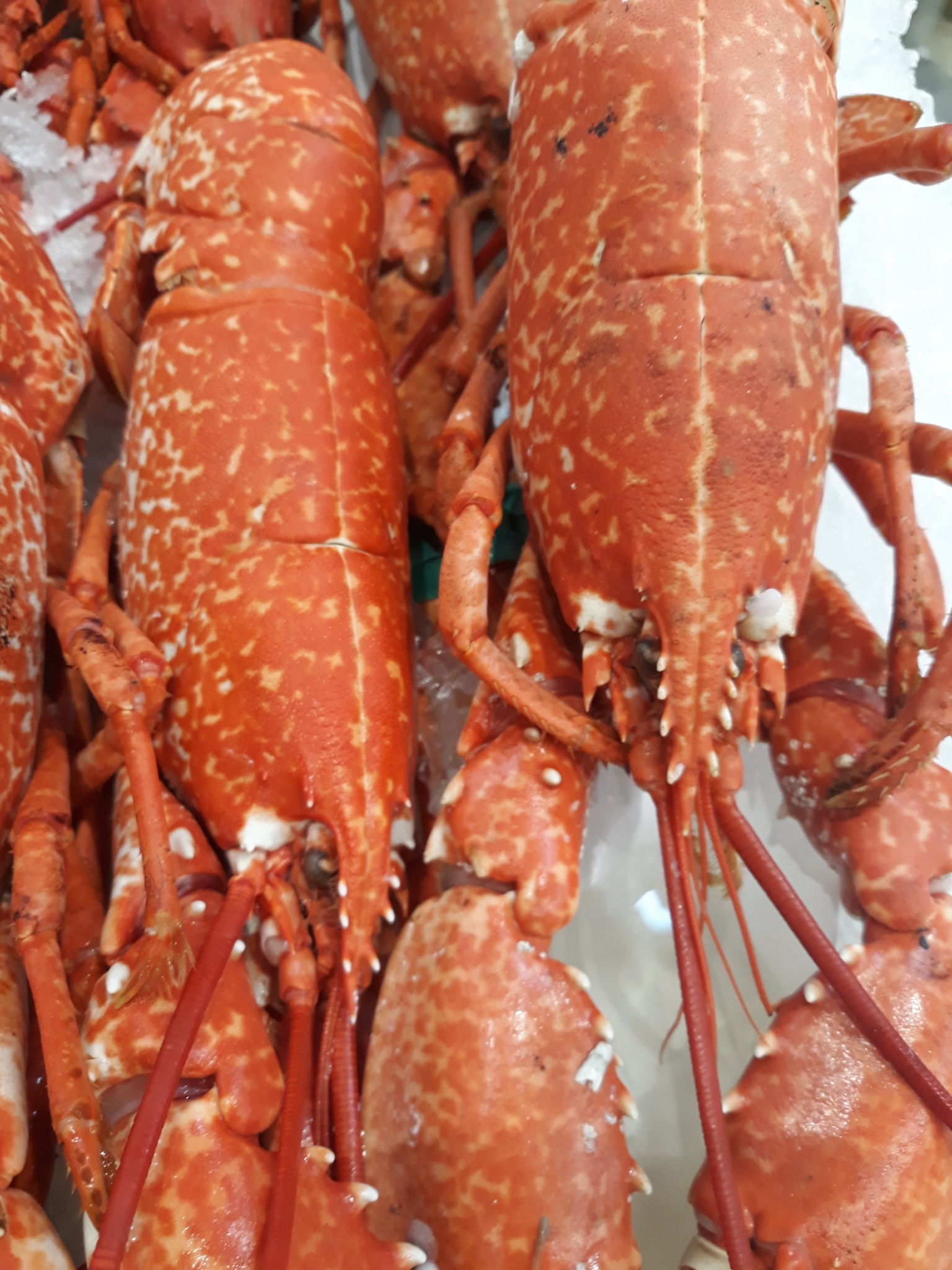 Homarus gammarus (Linnaeus, 1758)