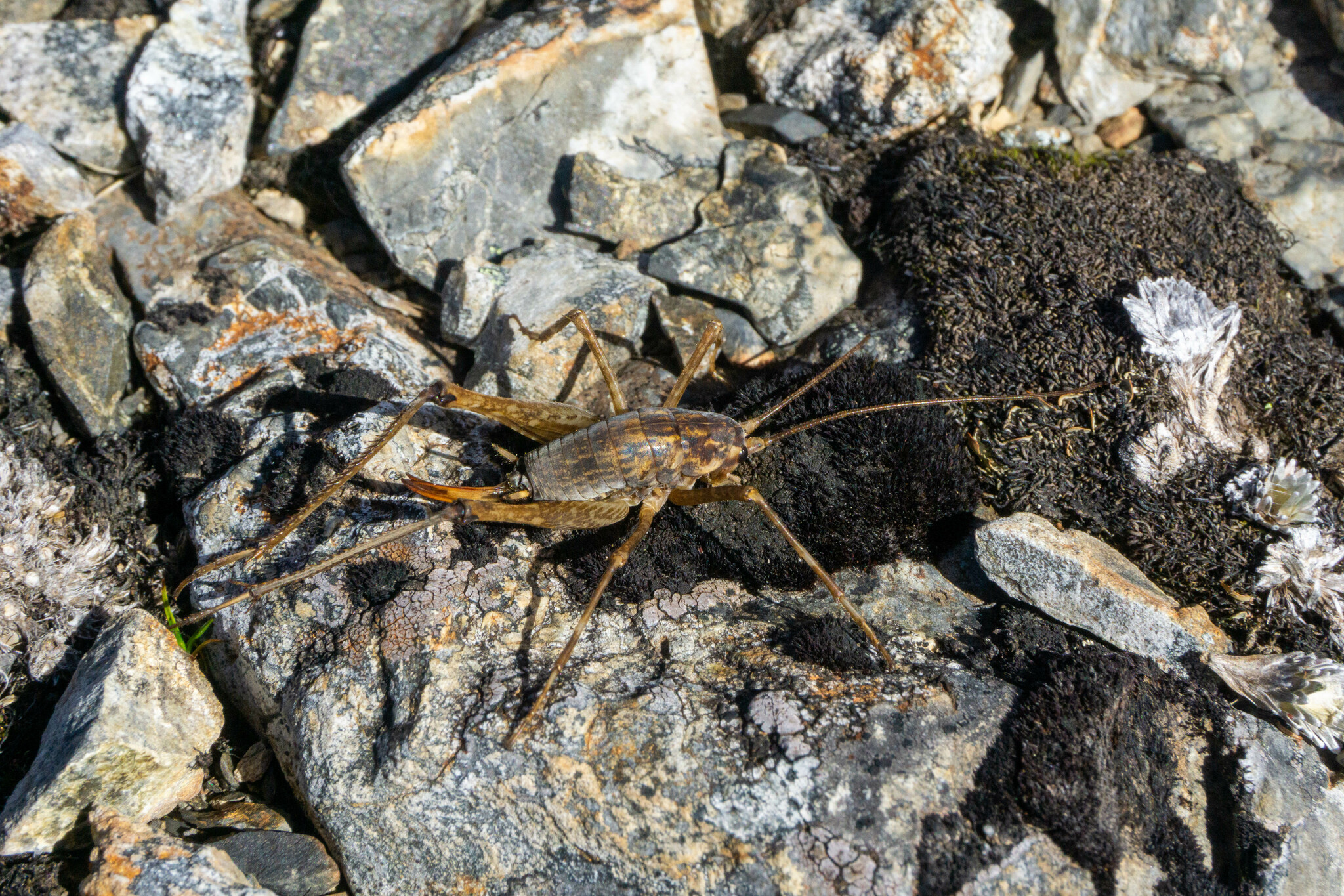 Pharmacus montanus Pictet & Saussure, 1893