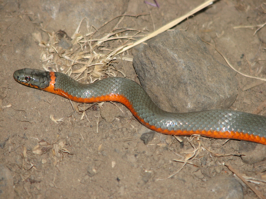 Northwestern Ringneck Snake from Kittitas County, WA, USA on June 21 ...