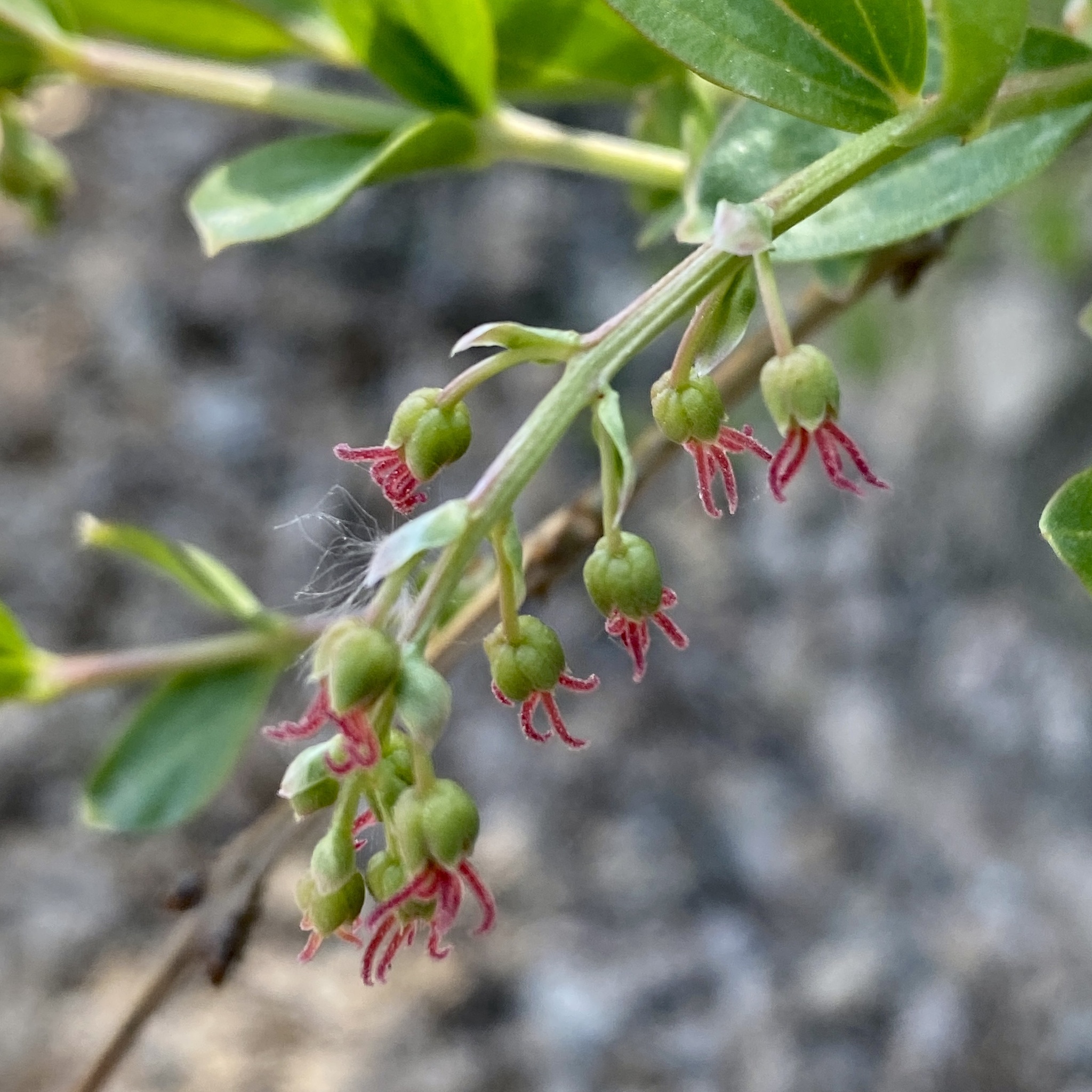 Coriaria myrtifolia L.