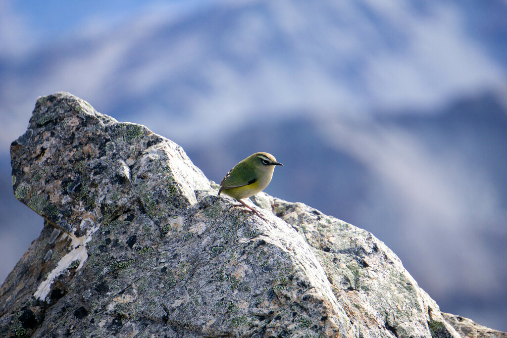 South Island Wren from Westland District, West Coast, New Zealand on ...