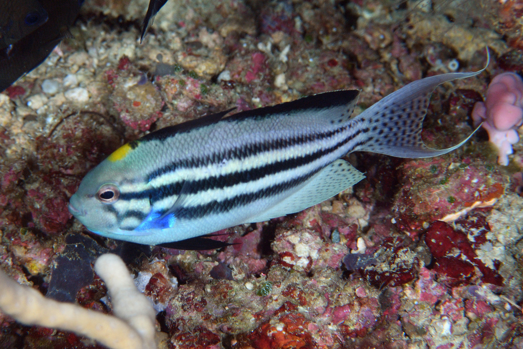 Lamarck's Angelfish (Genicanthus lamarck) - Marine Life Identification