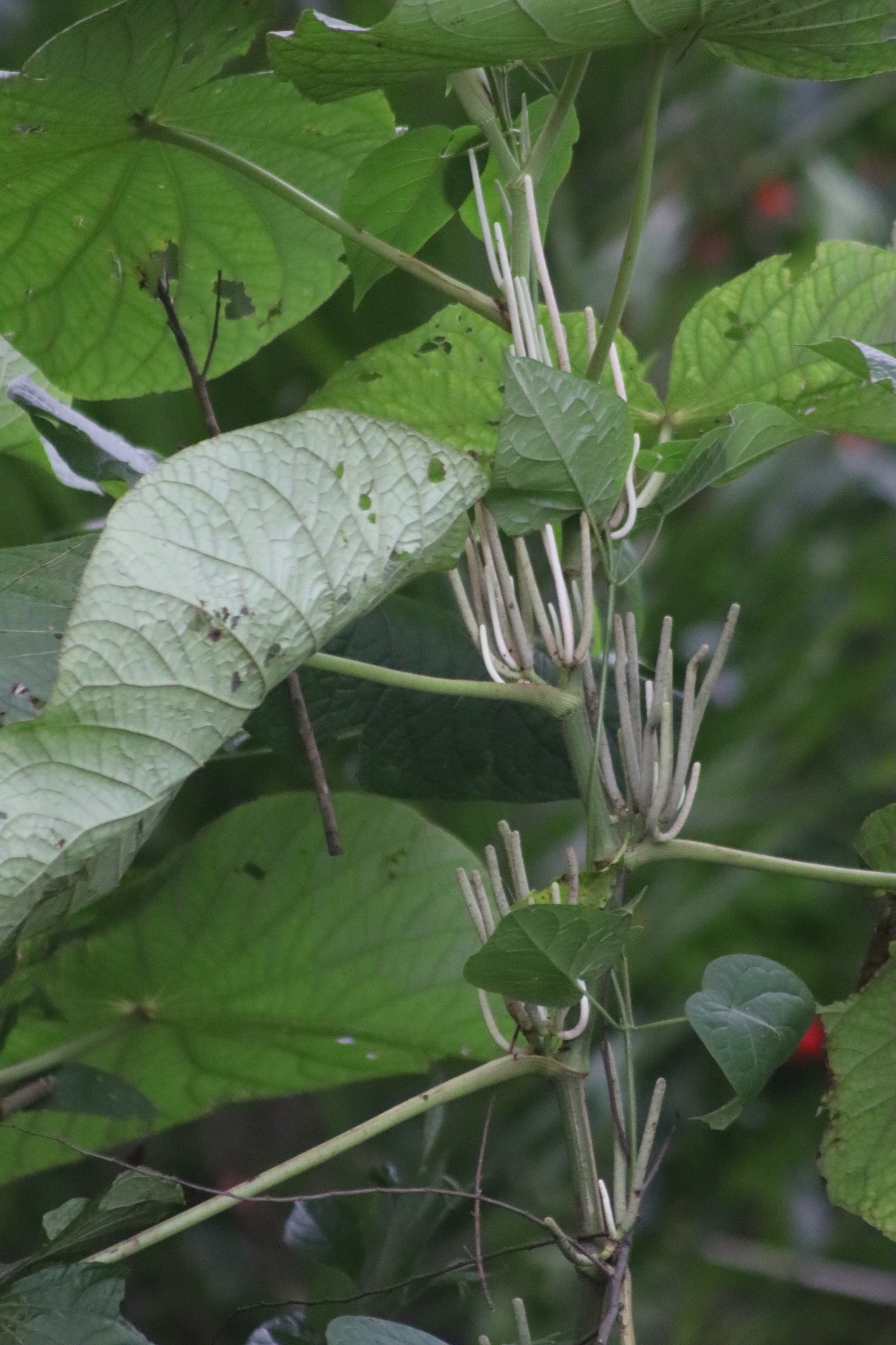 Piper umbellatum L.