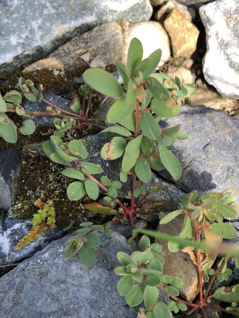 Spotted spurge from Deakin Pl, El Dorado Hills, CA, US on April 08 ...