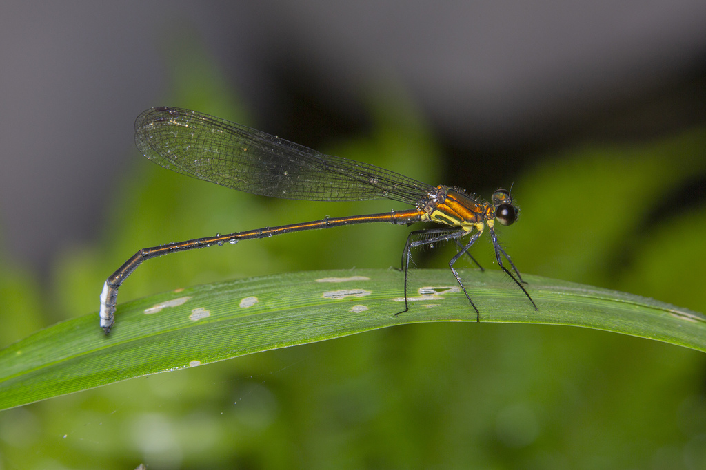 Caliphaea confusa from Sa Pa, Lao Cai, Vietnam on June 12, 2018 at 10: ...