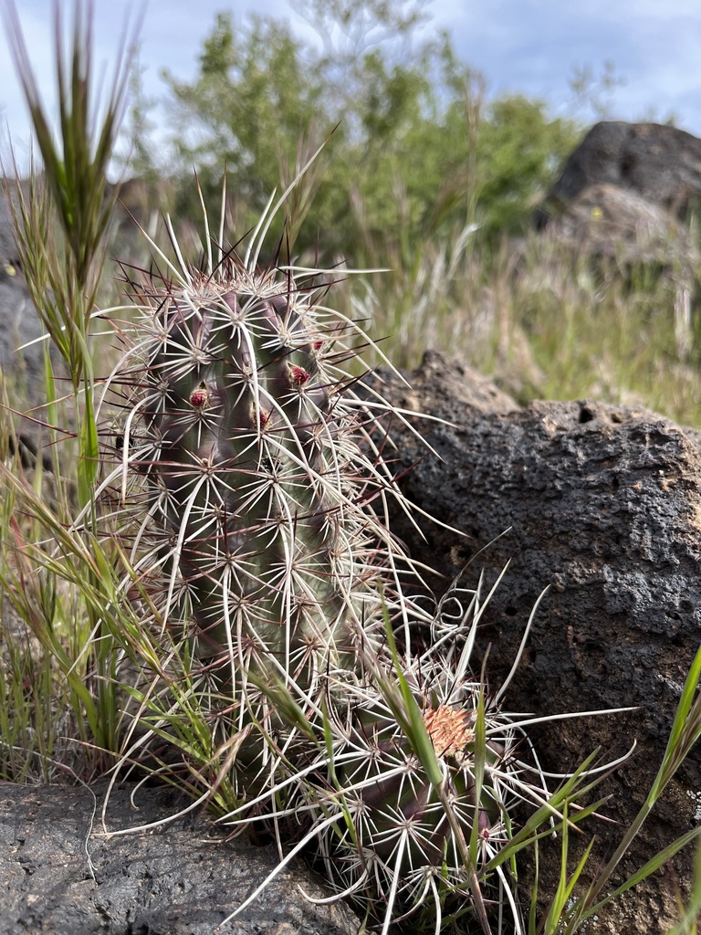 Relict Hedgehog Cactus from St. George, UT, US on April 07, 2023 at 11: ...