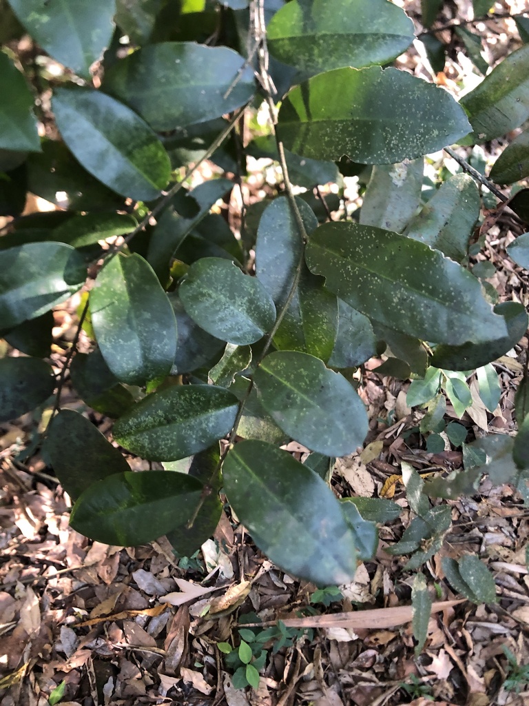 Brush Caper Berry from Mt Coot-tha Forest, Mount Coot-Tha, QLD, AU on ...