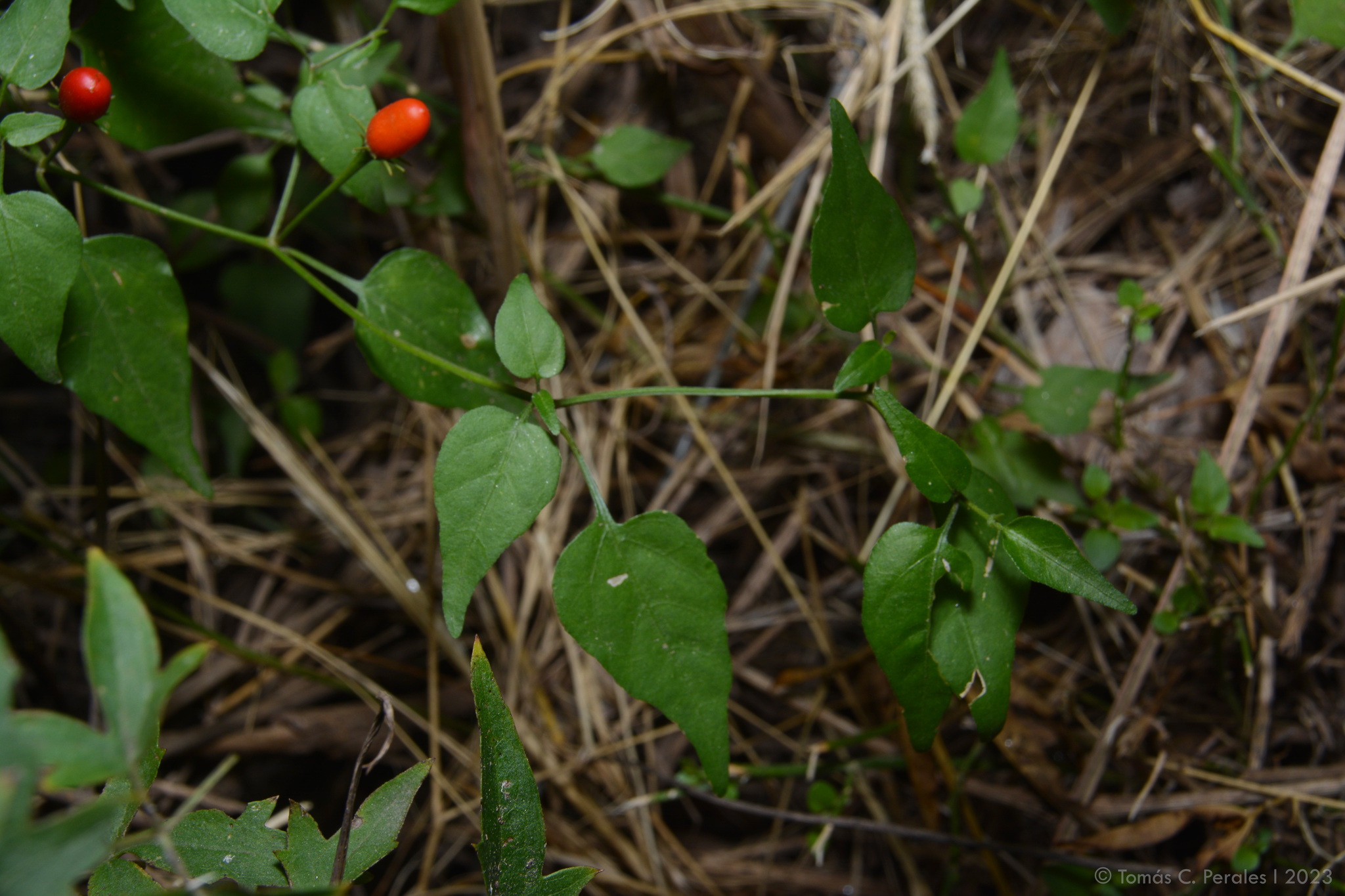 Capsicum chacoense Hunz.