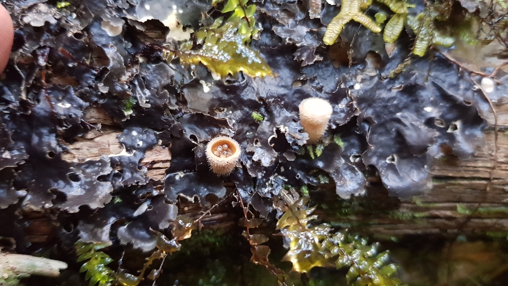 Nidula from Arthurs Pass, Arthur's Pass National Park, NZ-WC-WL, NZ-WC ...