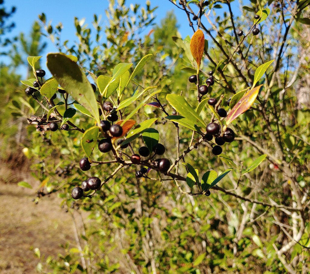 gallberry from Charlton County, GA, USA on February 14, 2023 at 04:23 ...