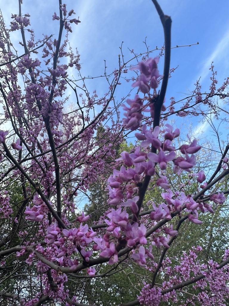 eastern redbud in April 2023 by wilderbombyx · iNaturalist